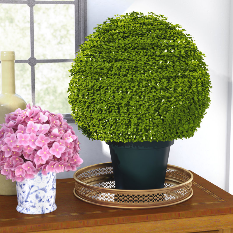 Round Topiary in Pot & Reviews | Joss & Main