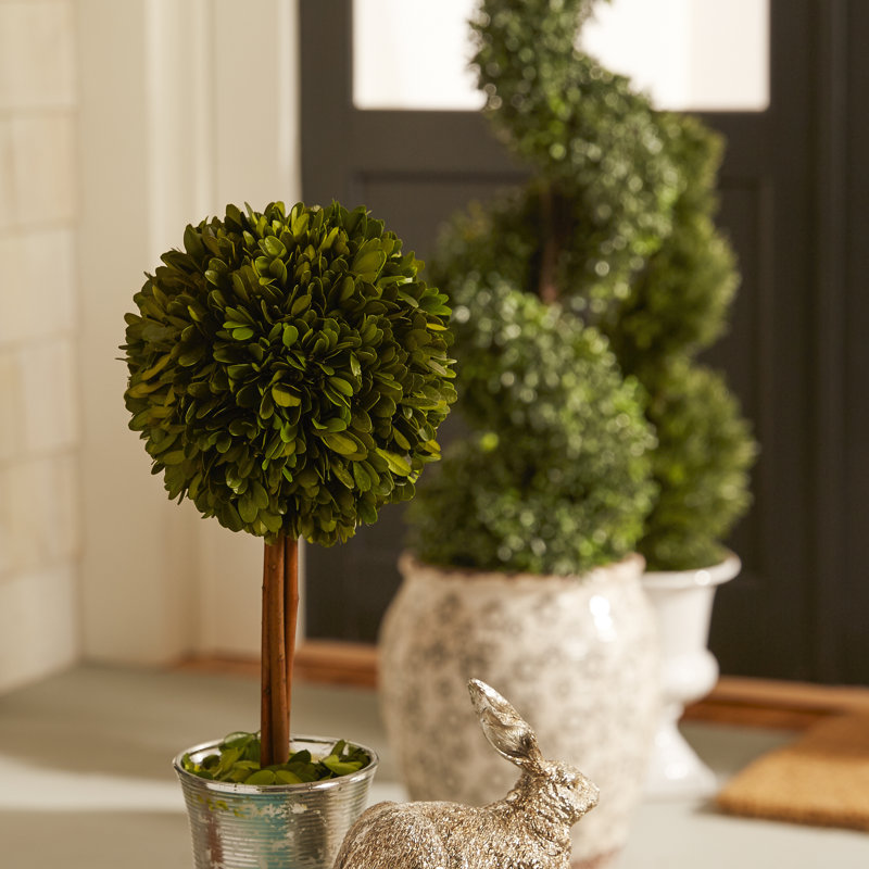 One Allium Way 5 Piece Round Tapered Topiary in Pot Set & Reviews | Wayfair