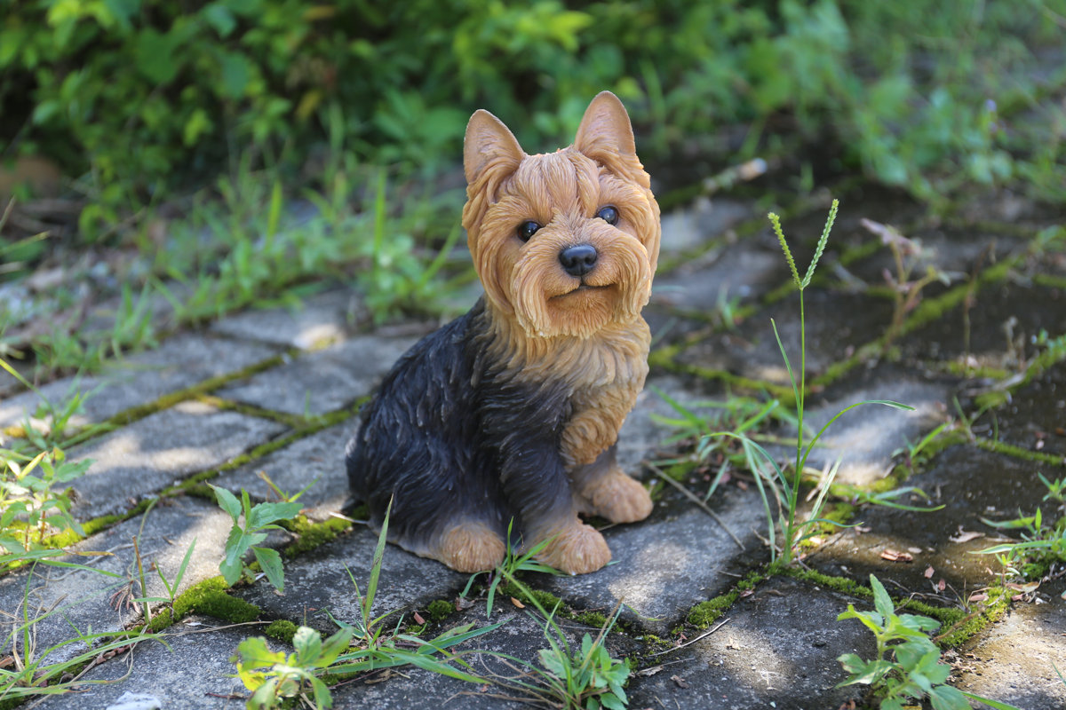 Hi-Line Gift Ltd. Sitting Yorkshire Terrier Dog Statue & Reviews | Wayfair