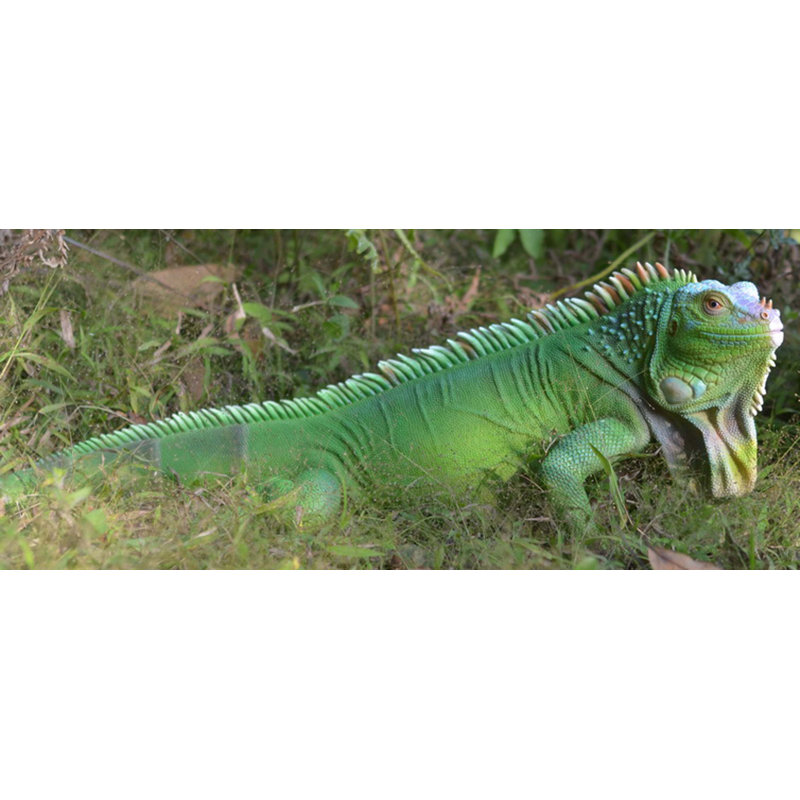 Hi-Line Gift Ltd. Lizard Statue & Reviews | Wayfair